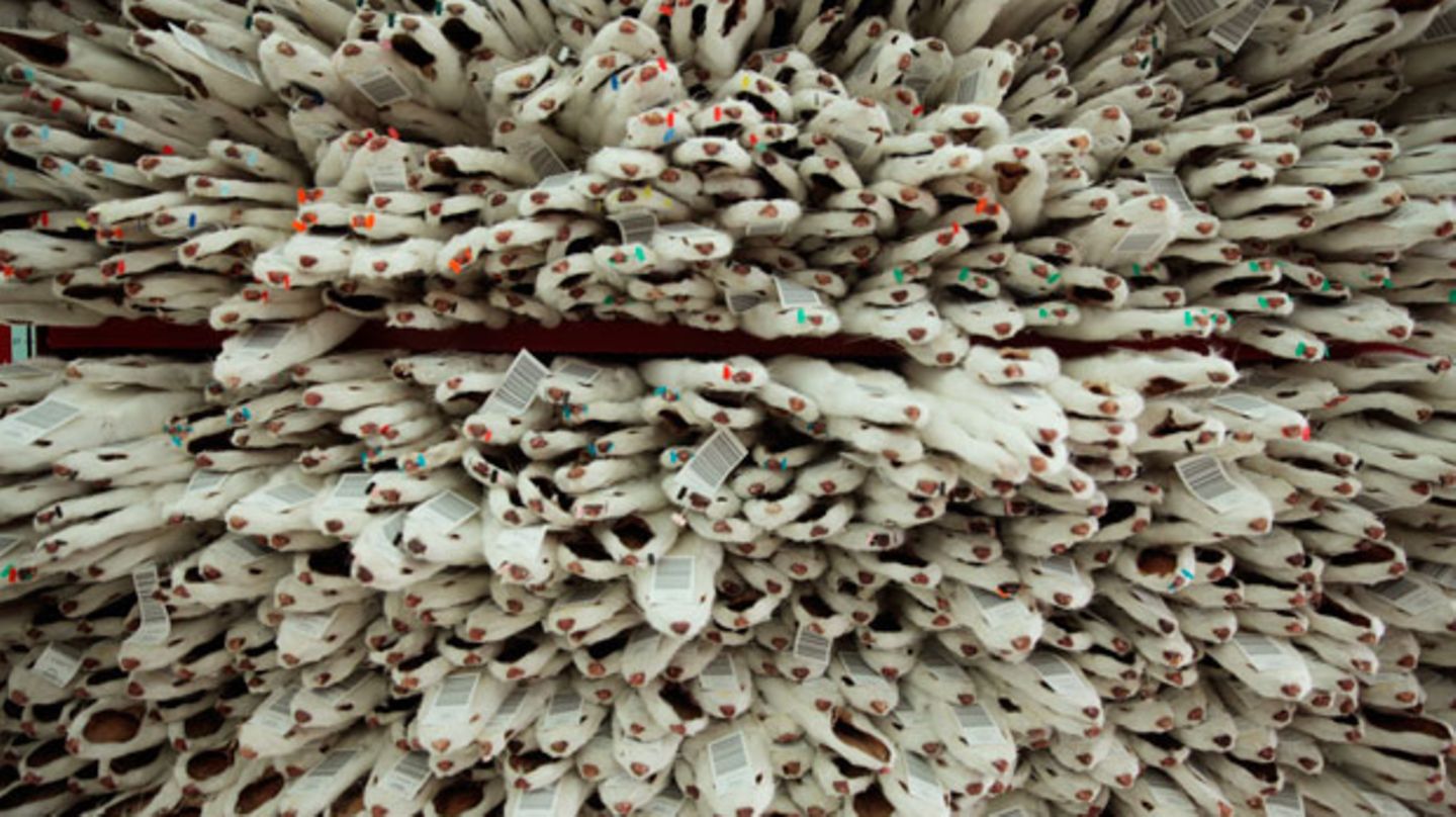 Pelzproduktion: Die Wahrheit über Pelz: Grausame Fakten hinter Kragen ...