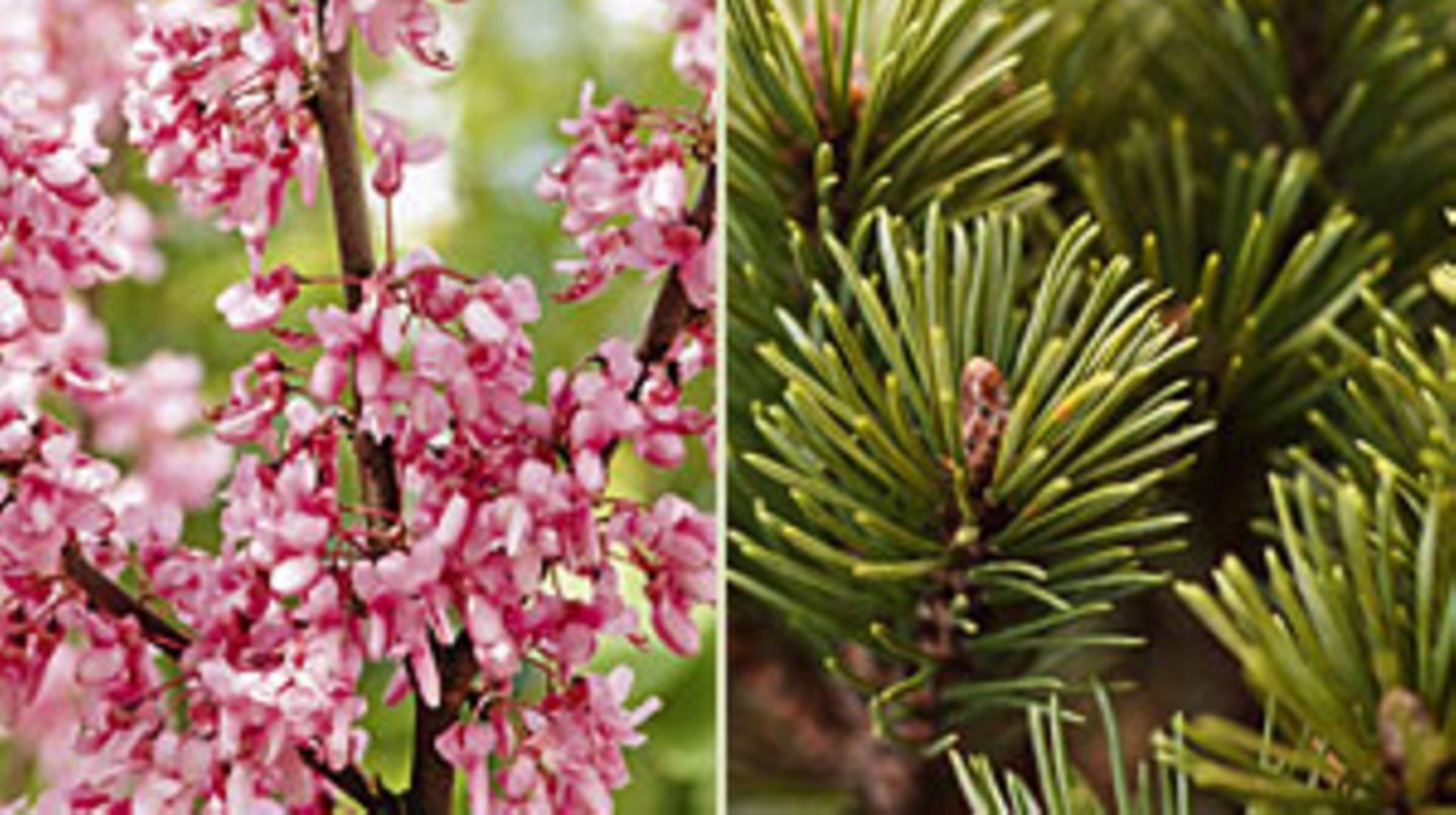 Pflanzen-Wissen: Welcher Baum ist das? | BRIGITTE.de