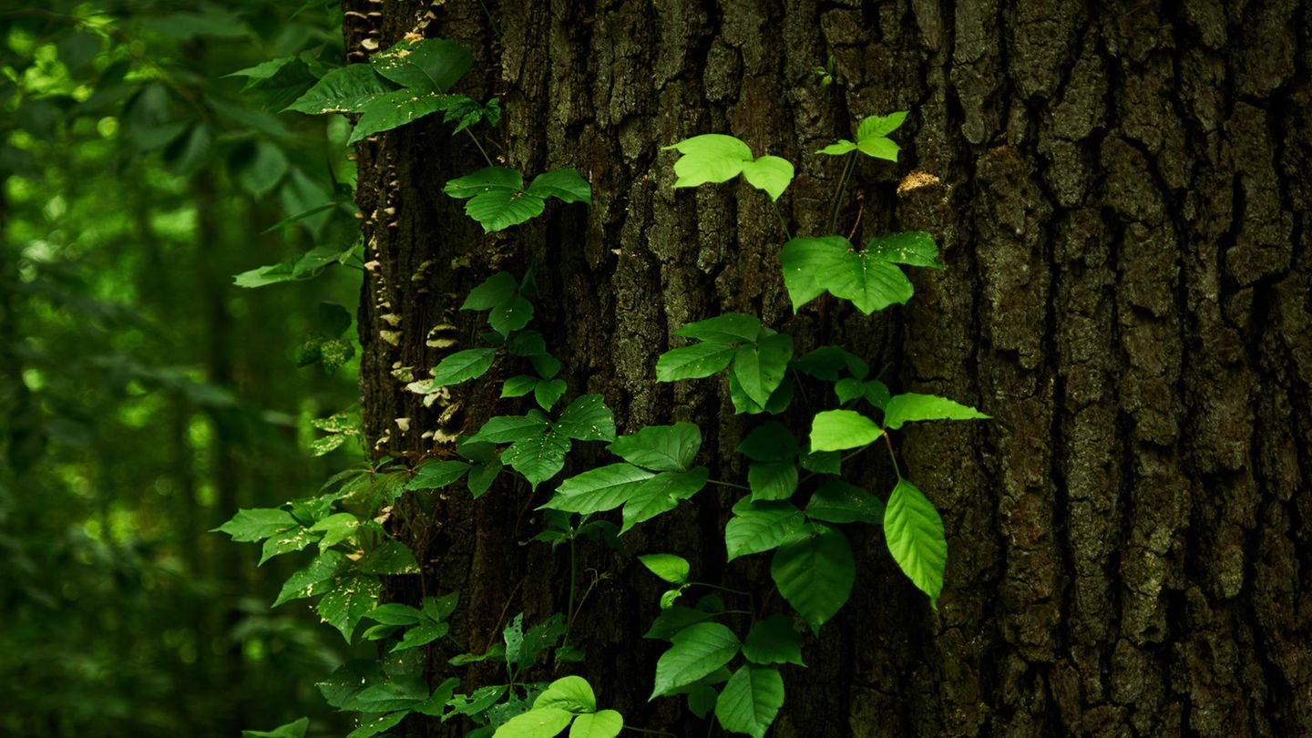 Giftefeu Haare Bedecktsamer Oder Blütenpflanzen (Angiospermae,