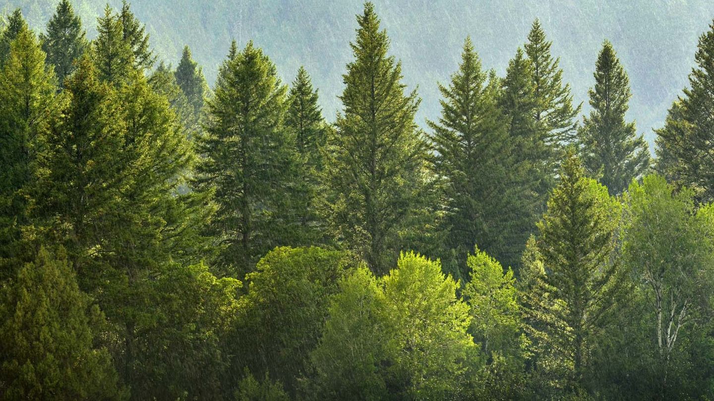 Wissenstest: Erkennen Sie die Baumarten? | BRIGITTE.de