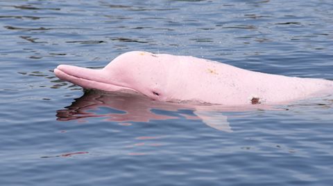 Video: Dieser Delfin ist PINK - und der Grund ist zauberhaft! | BRIGITTE.de