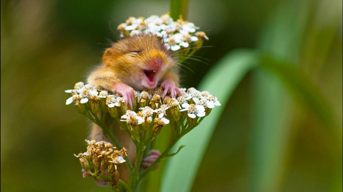 Comedy Wildlife Awards: Die lustigsten Tierfotos | BRIGITTE.de