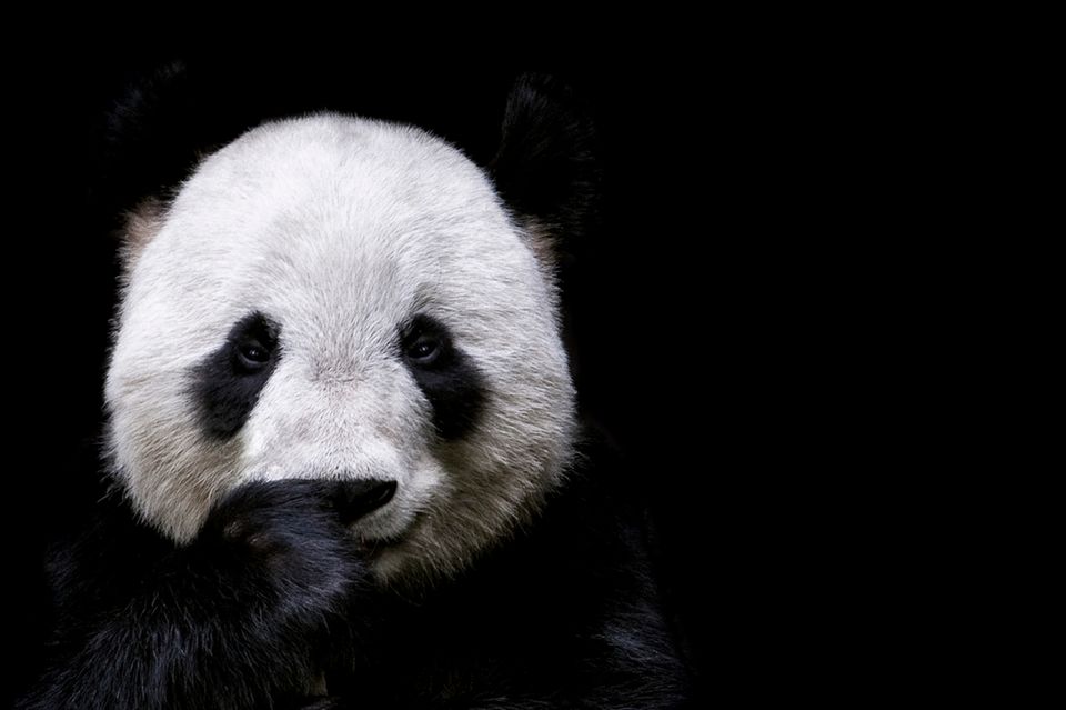 Panda-Augen adé! – Das hilft gegen verschmierte Wimperntusche | BRIGITTE.de