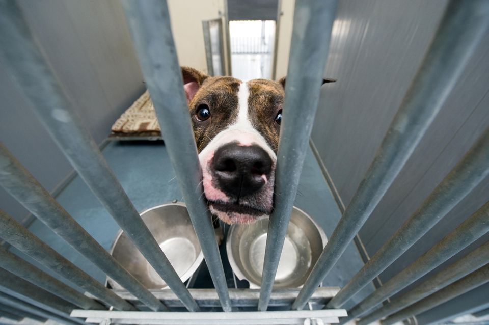 Chico aus Hannover: Hund wird (noch) nicht eingeschläfert | BRIGITTE.de