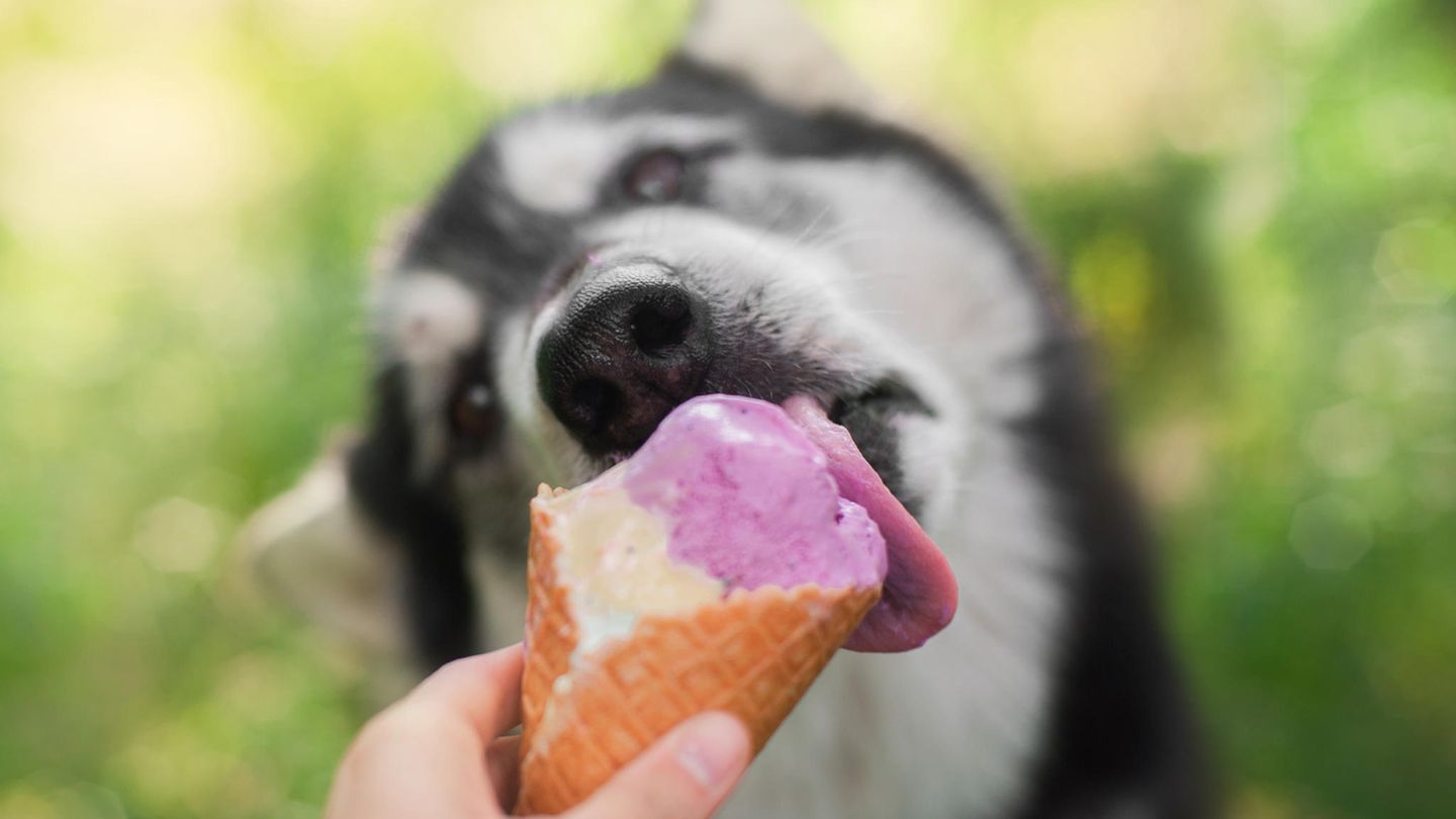 Hundehalterin teilt sich ihr Eis mit ihrem Hund | BRIGITTE.de