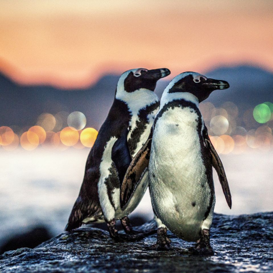 Pinguin | BRIGITTE.de