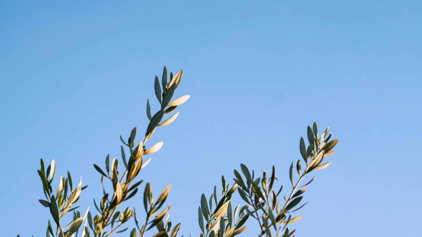 Ecosia: Per Klick ein neuer Baum | BRIGITTE.de