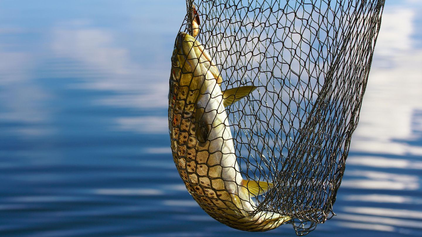 Nachhaltige Fischerei: 5 Fakten | BRIGITTE.de