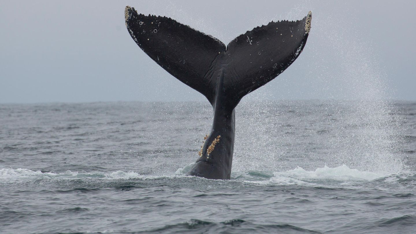Video: Buckelwal taucht plötzlich mitten in Großstadt auf | BRIGITTE.de
