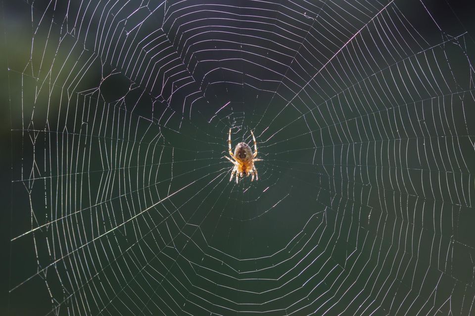Spinne | BRIGITTE.de