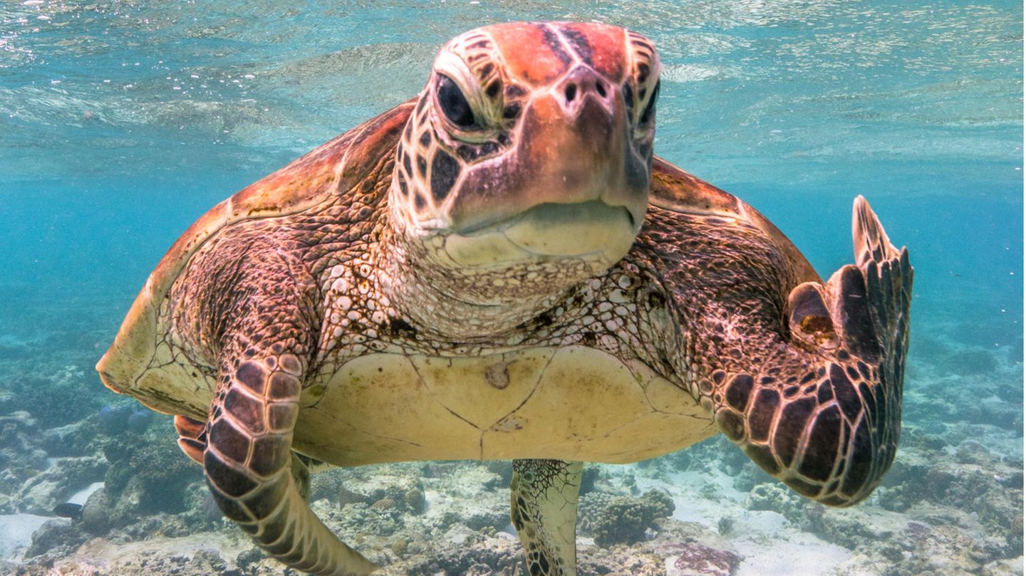 Comedy Wildlife Awards 2020: Die lustigsten Tierbilder des Jahres ...