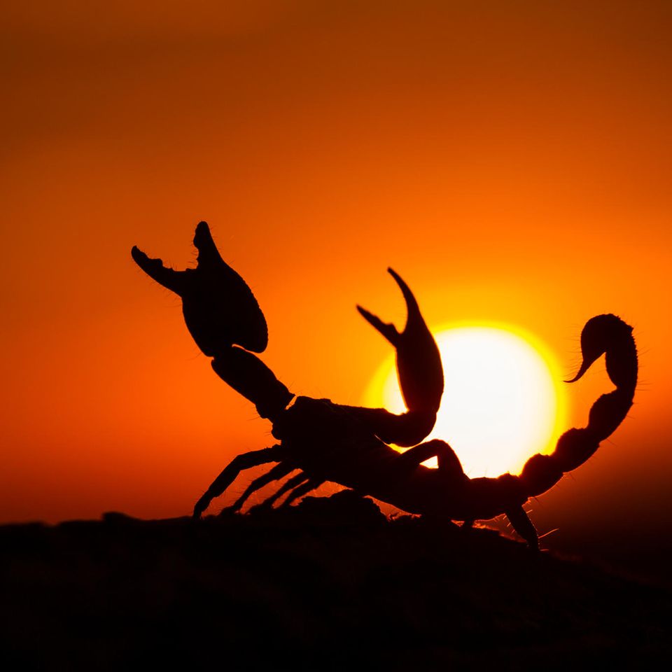 Aszendenten: Eigenschaften und Merkmale | BRIGITTE.de