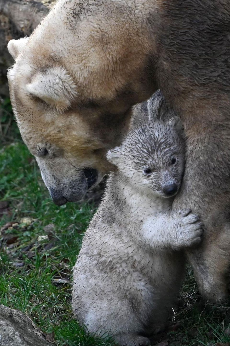 Tierbabys: Der süße Nachwuchs aus dem Tierreich | BRIGITTE.de