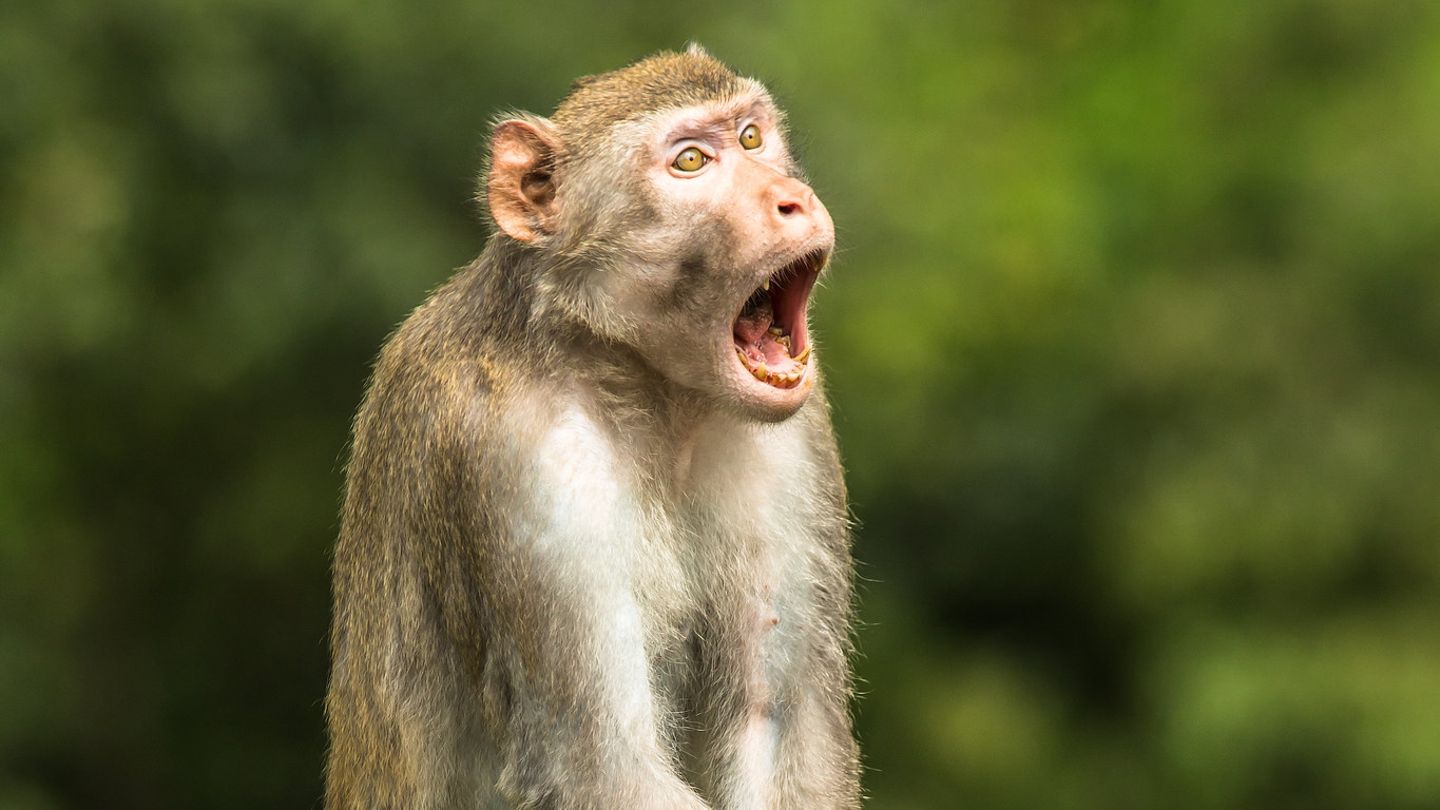 Comedy Wildlife Awards 2021: Die lustigsten Tierbilder des Jahres ...