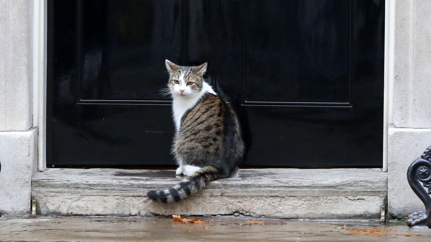 Kater Larry: Darum kennt ihn jedes Kind in Großbritannien | BRIGITTE.de