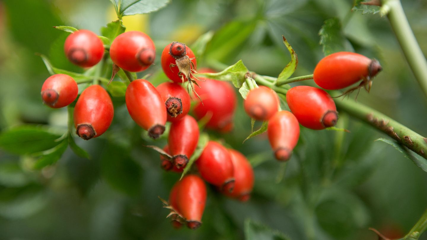 Hagebutte: Das kann die Saison-Superfrucht | BRIGITTE.de