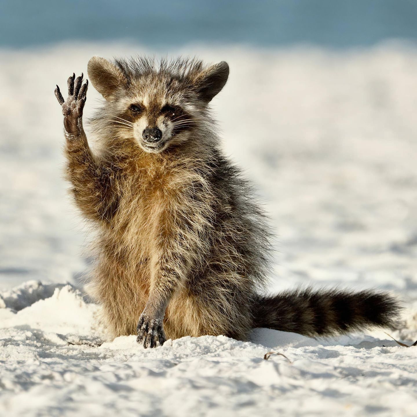 Comedy Wildlife Awards 2022 Die Witzigsten Tierbilder Des Jahres