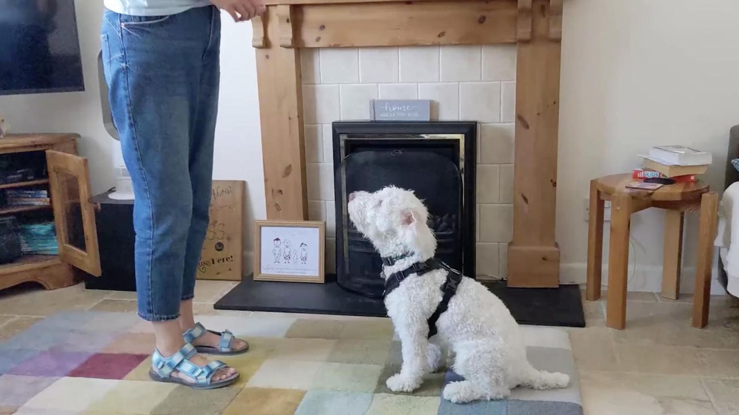 Gehörloser Hund: Besitzerin bringt Rafa Zeichensprache bei | BRIGITTE.de