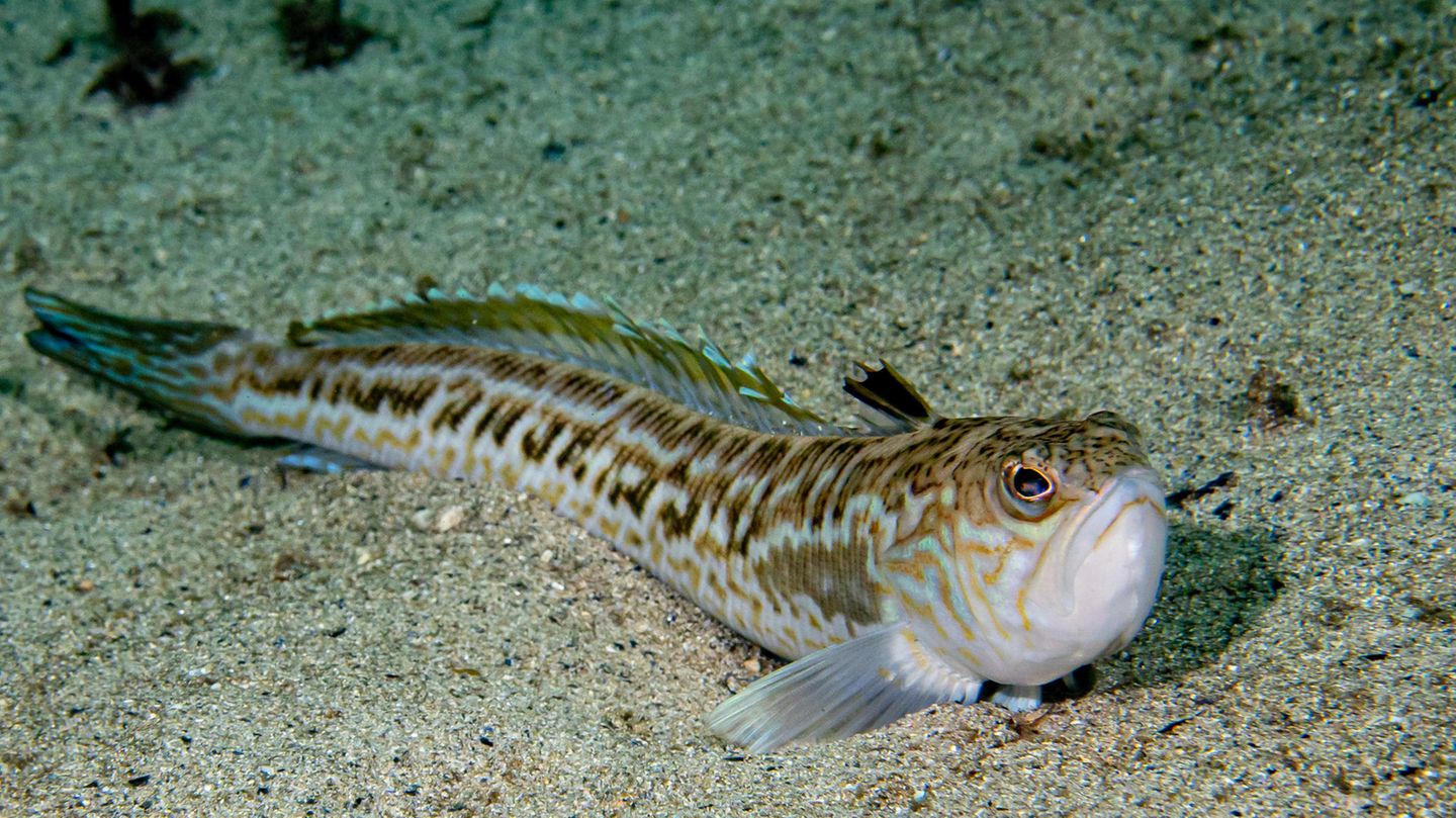 Fieser Fisch in Nord- und Ostssee: Sein Stich verursacht heftige ...