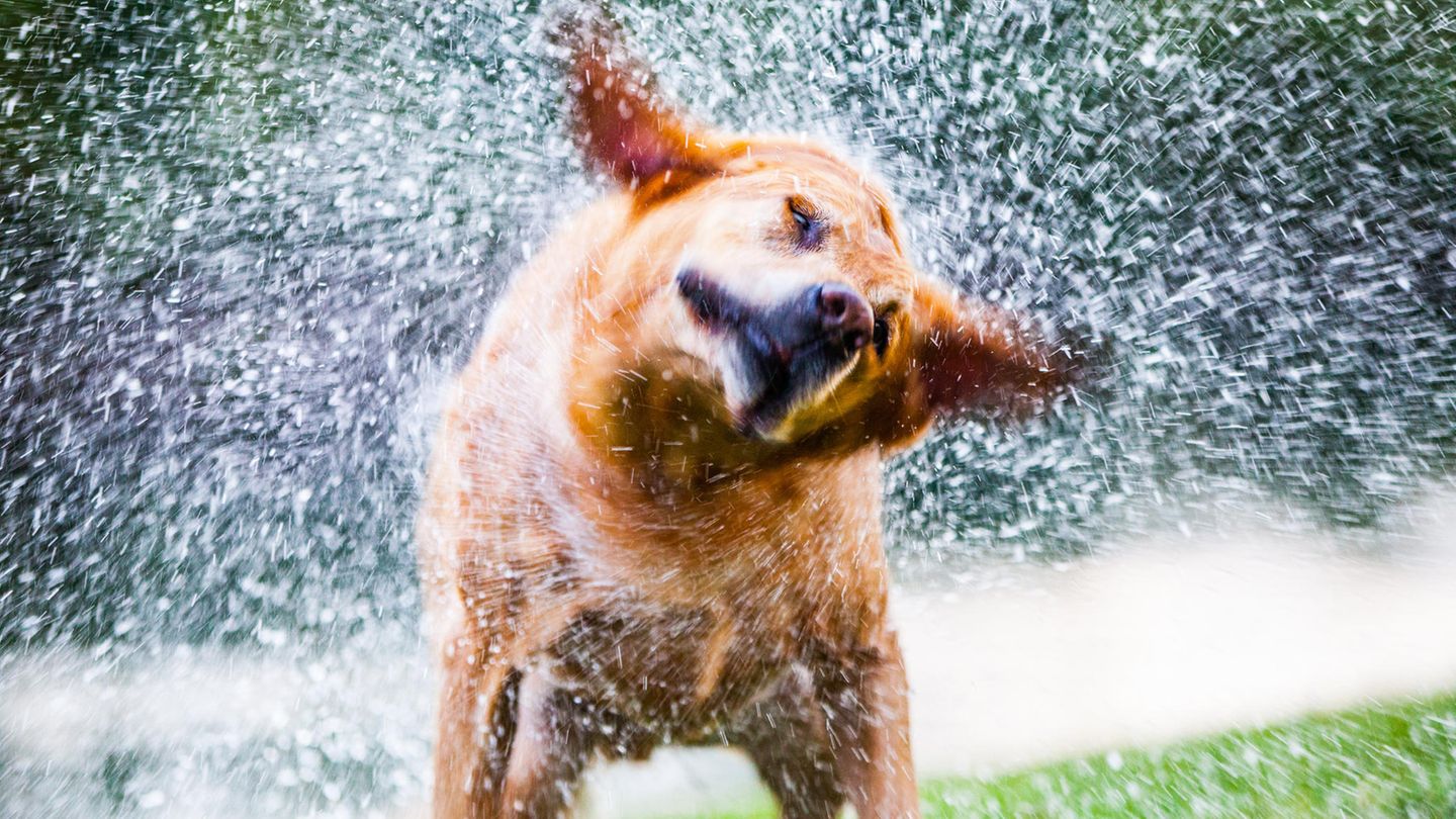 Haustiere bei Hitze: 5 Tipps, die deinen Vierbeinern bei Hitze helfen ...