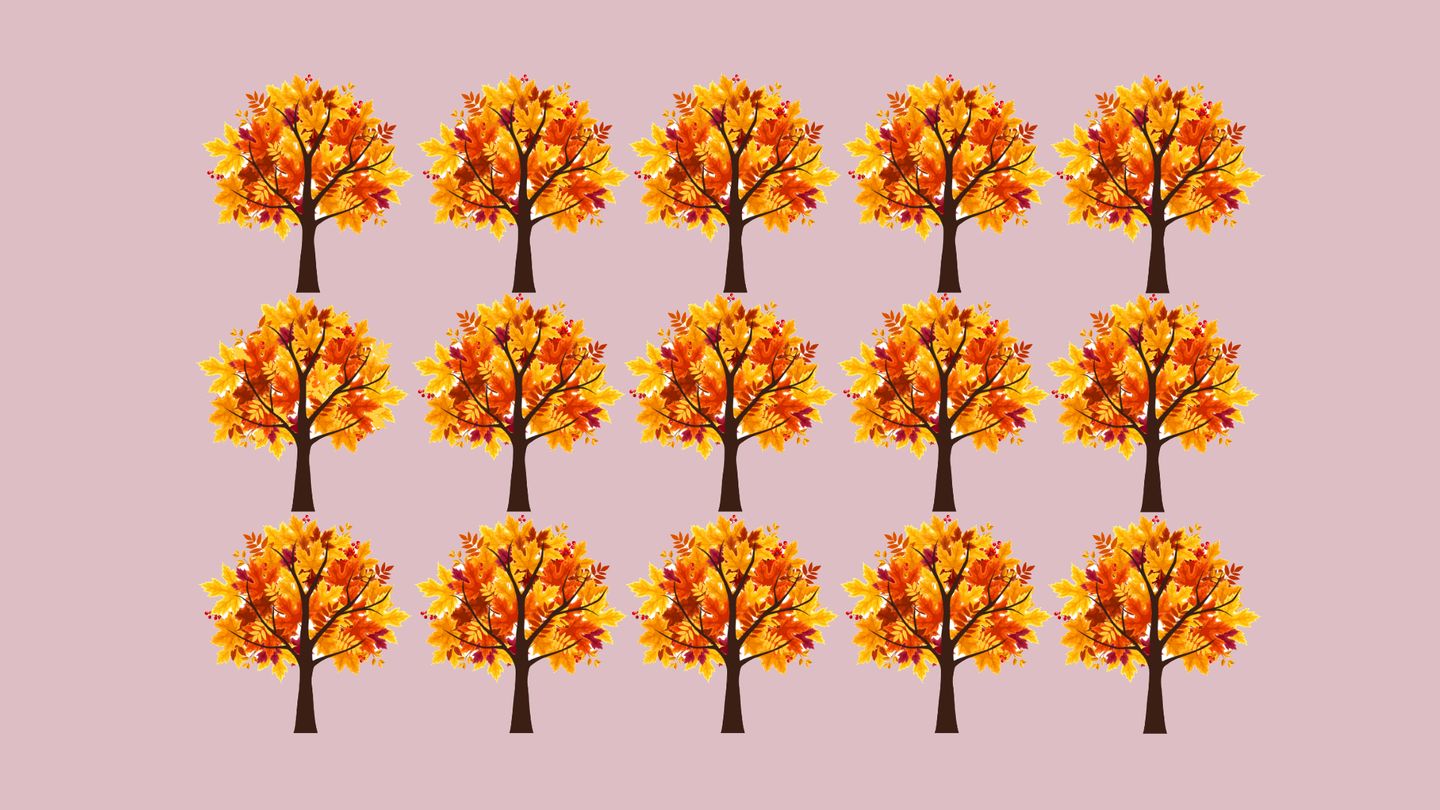 Herbst-Suchbild: Wie schnell findet ihr den Baum, der anders aussieht ...