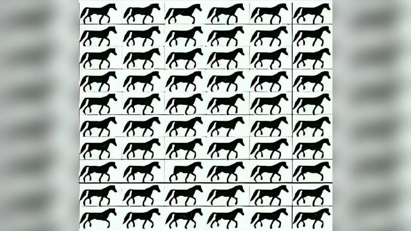 Tier-Suchbild: Findest du das eine Pferd ohne Schweif? | BRIGITTE.de