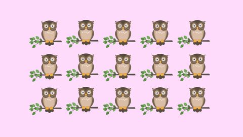 Tier-Suchbild: Welche eine Eule sieht hier anders aus? | BRIGITTE.de