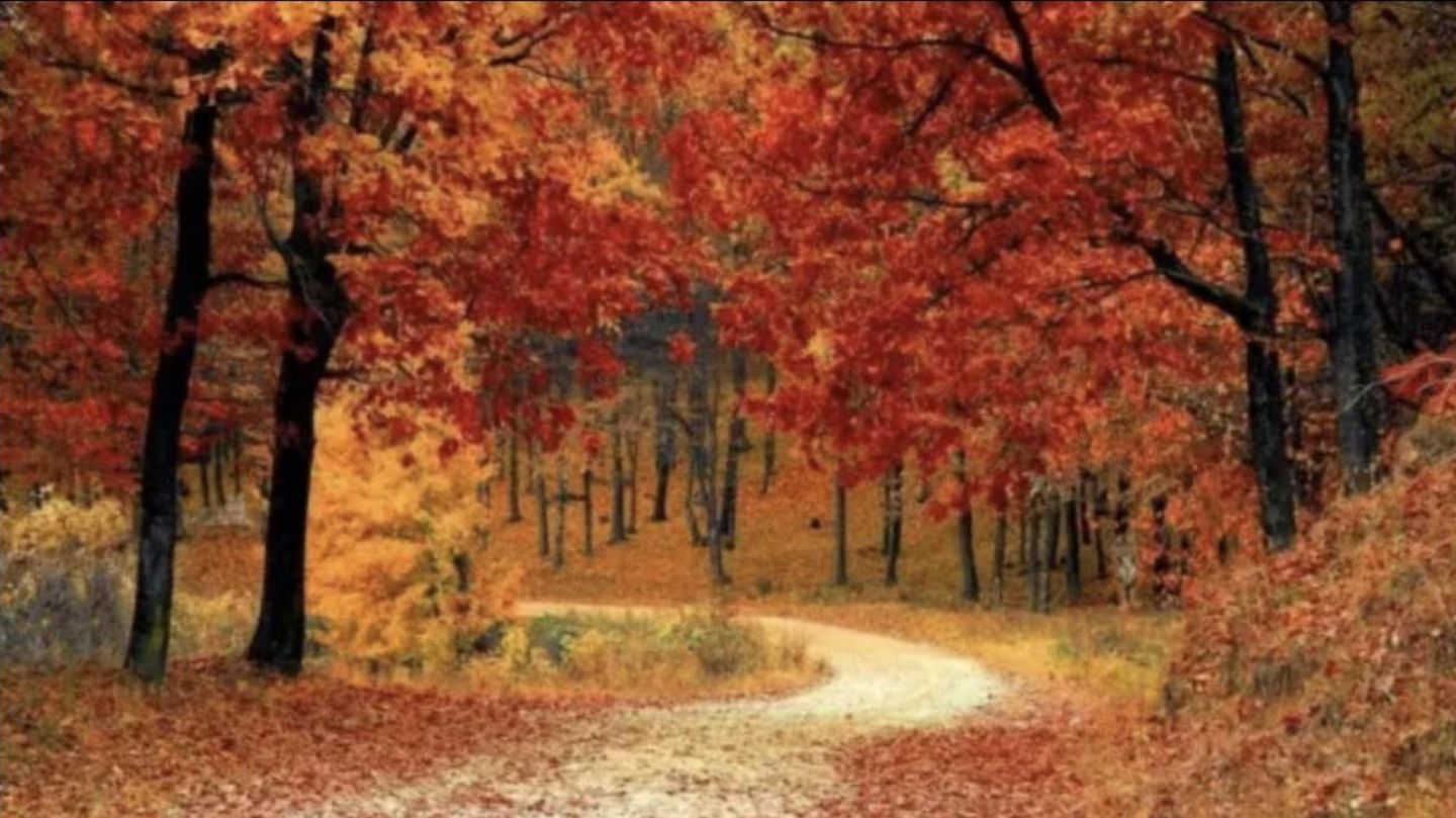 Herbst-Suchbild: Nur 3% aller Menschen finden die 2 lauernden Tiger im ...