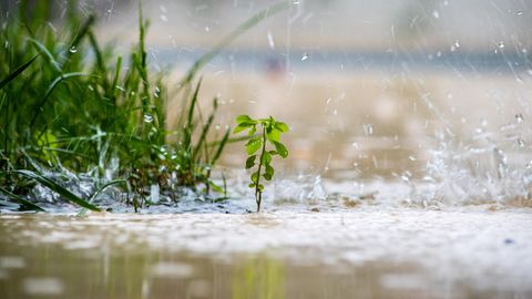 Intelligentes Gärtnern: 5 Dinge, die du nach dem Regen sofort im Garten ...