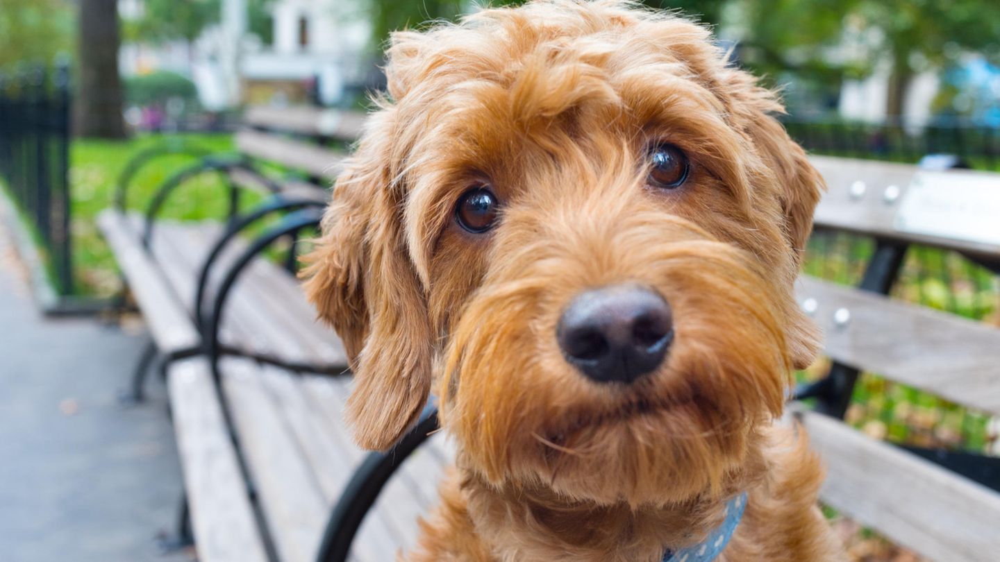 Haustiere: Diese eine Geste zeigt, dass dein Hund ein wahres Genie ist ...