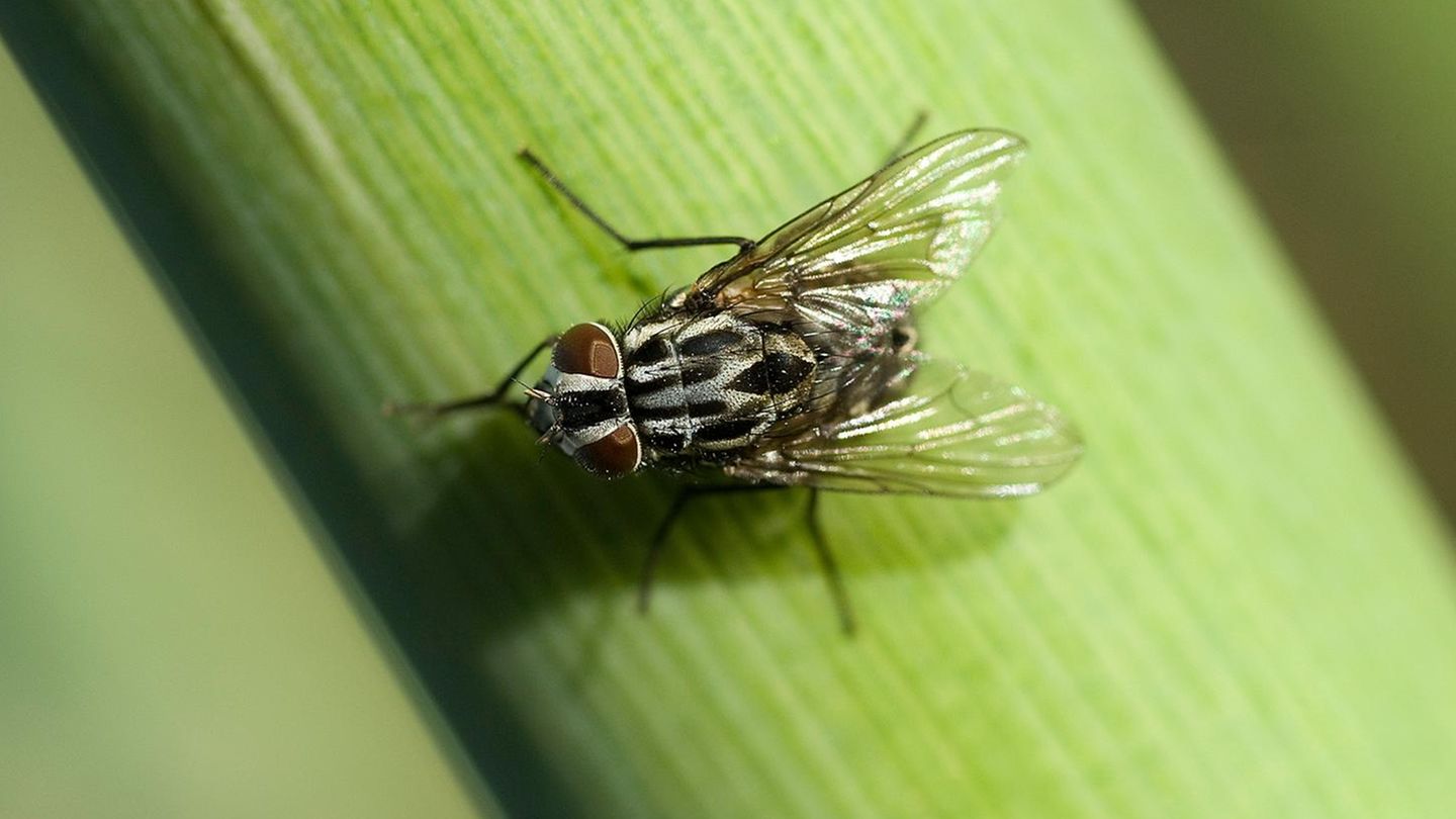 Anti-Fliegen-Trick: Mit diesem Getränk hältst du die Insekten von dir ...