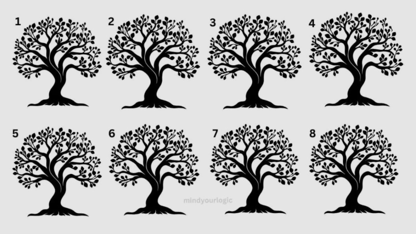 Herbst-Suchbild: Nur 3 % erkennen, welcher Baum einzigartig ist ...