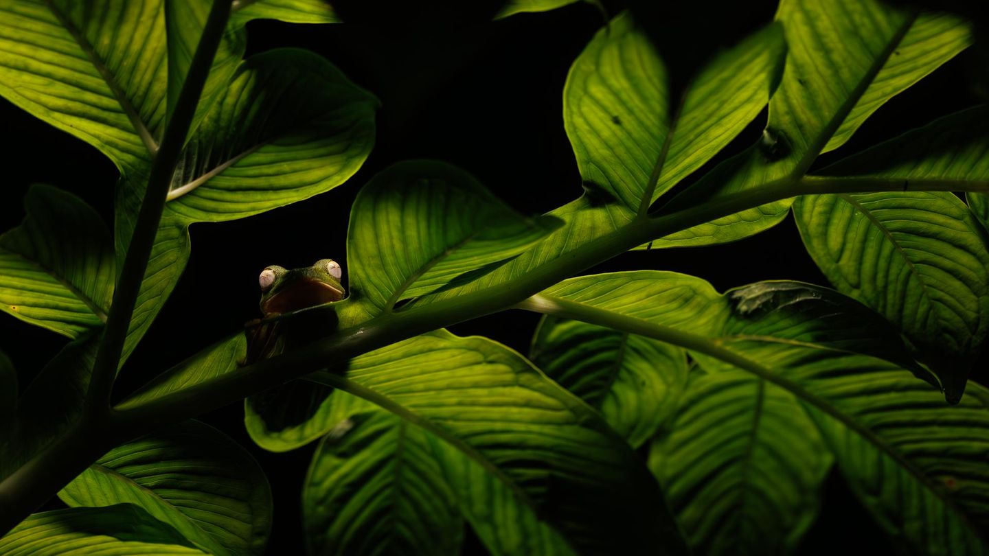 Fokus Natur: Das sind die Siegerfotos des Nature in Focus Award 2025 ...