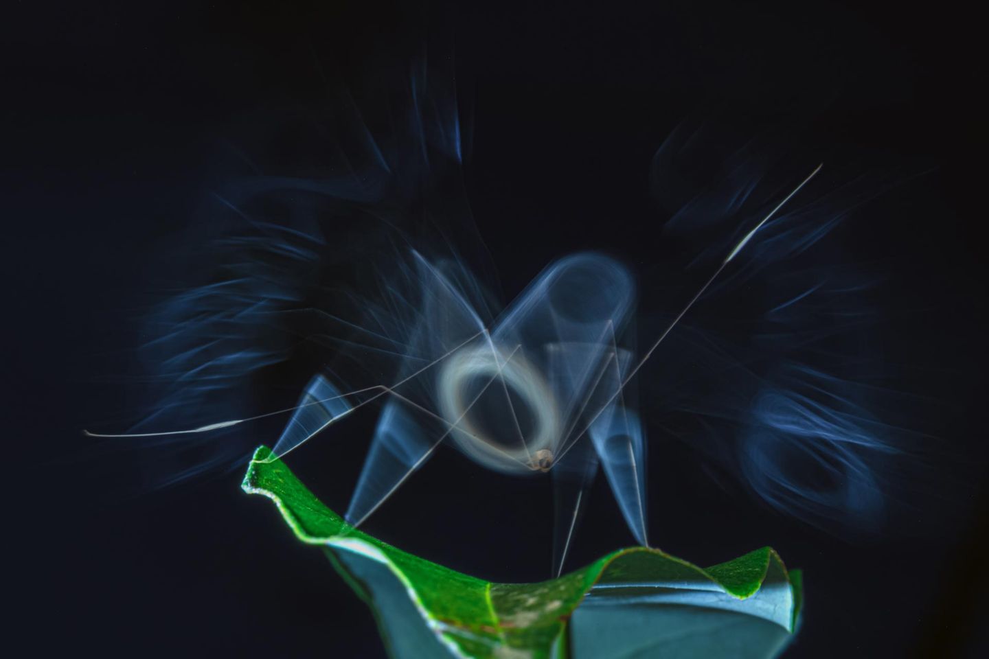 Fokus Natur: Das sind die Siegerfotos des Nature in Focus Award 2025 ...