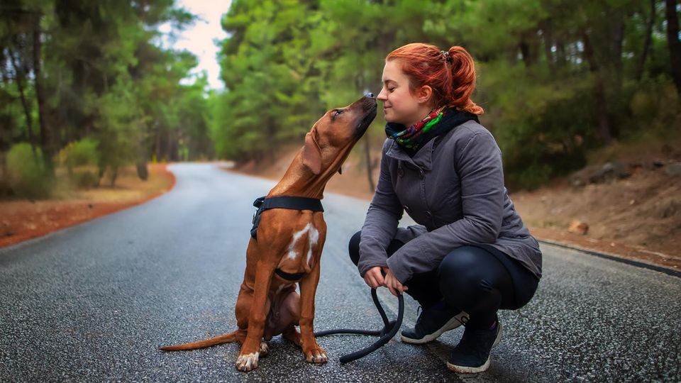 Hund adoptieren: Wieso du dabei die 3-3-3-Regel beachten solltest ...