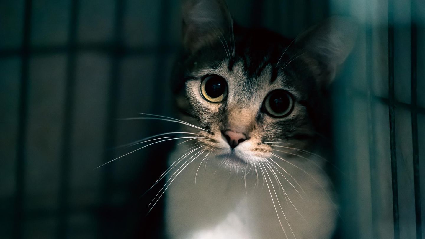 Katzenfreunde aufgepasst! 3 Anzeichen dafür, dass deine Katze einsam ...